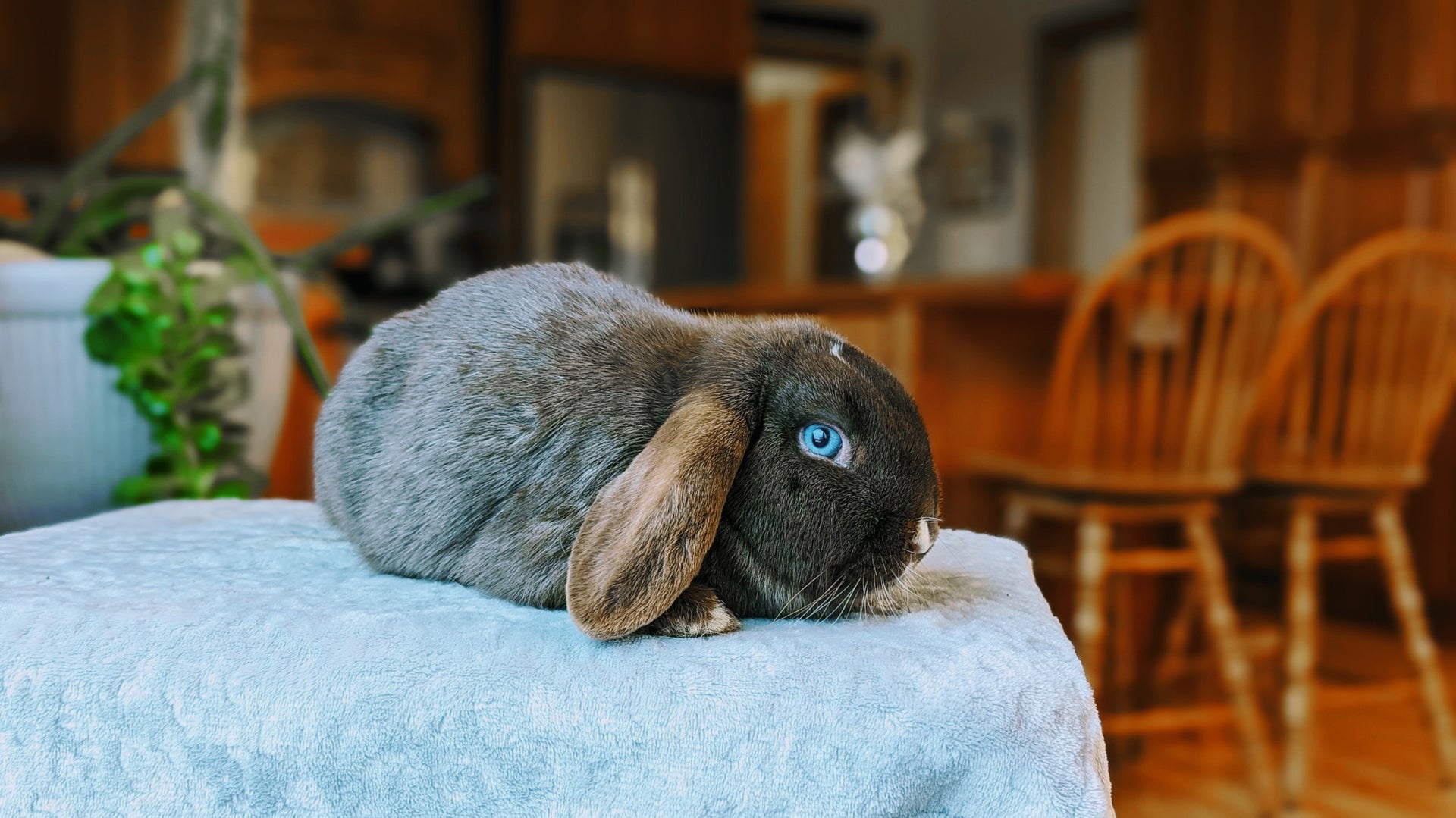 Meet Our Lops – Lilli's Lops Rabbitry