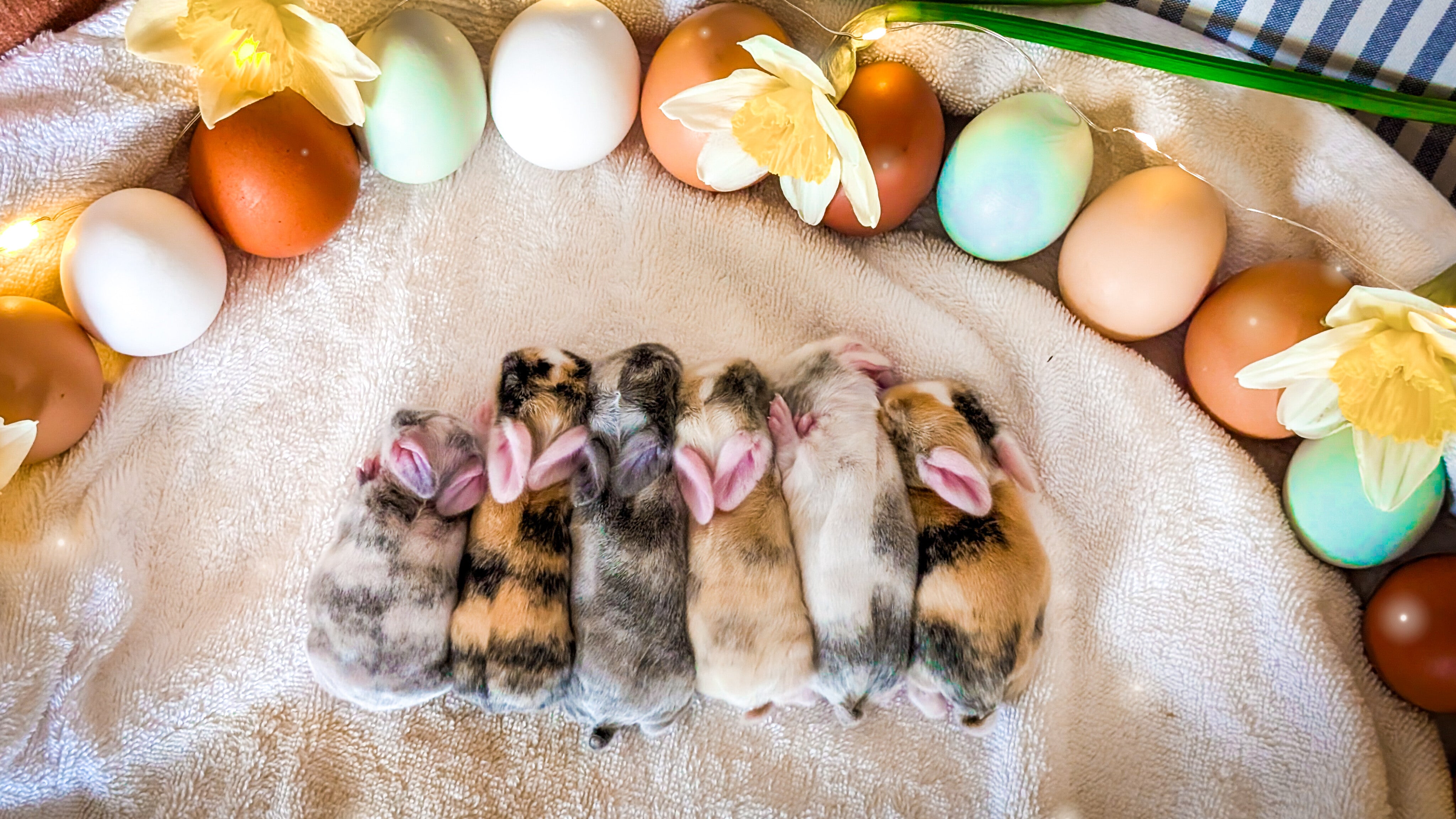 Bunnies To Adopt – Lilli's Lops Rabbitry